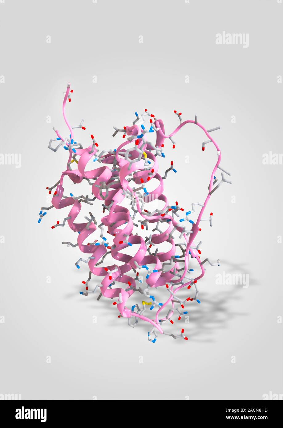 Erythropoietin molecule (EPO), molecular model. EPO is a glycoprotein ...