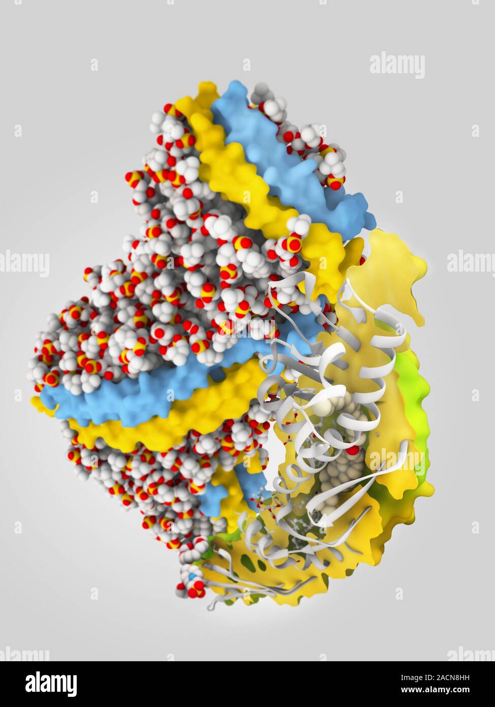 Cholesteryl ester transfer protein molecule. Computer model showing the ...