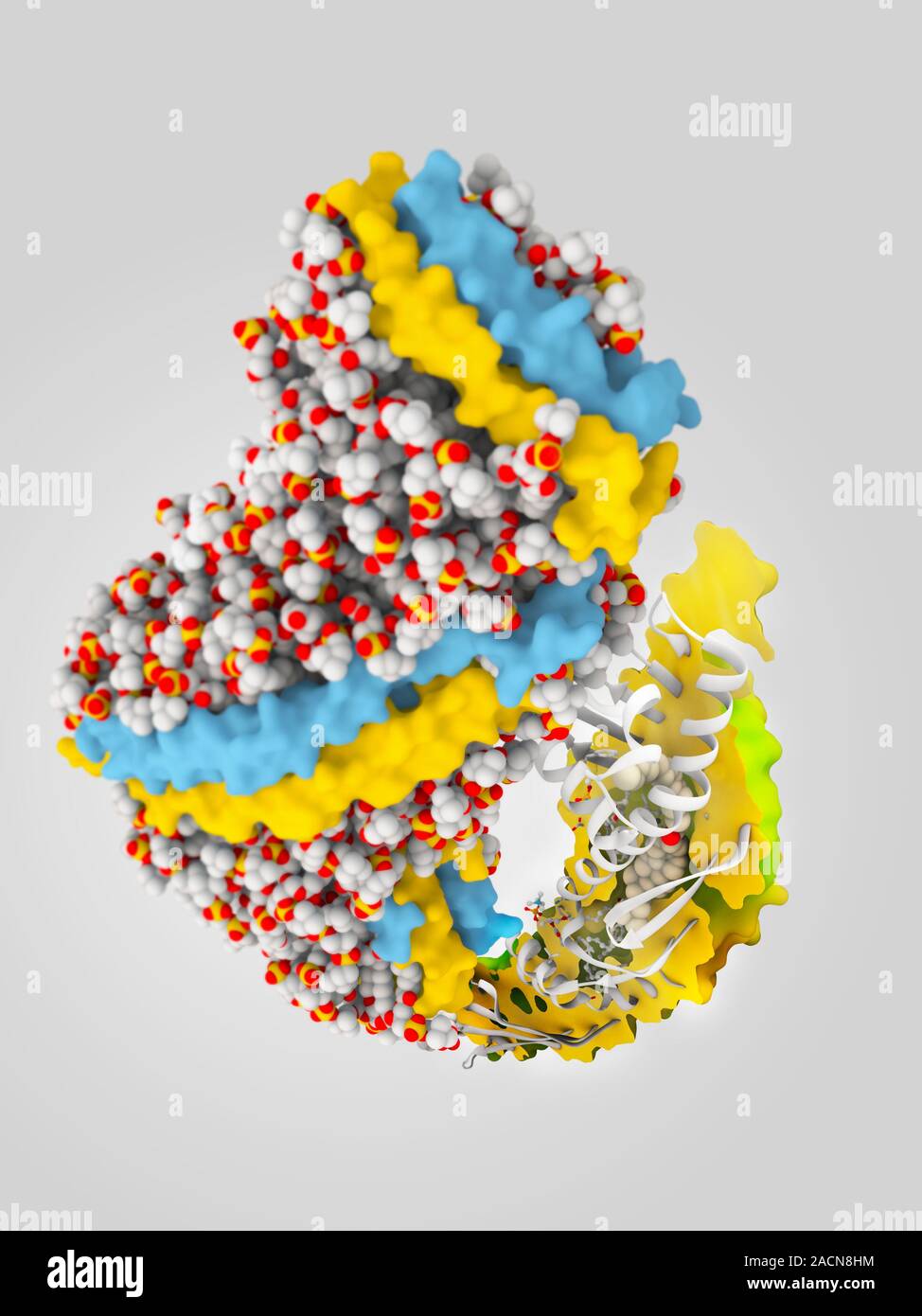 Cholesteryl ester transfer protein molecule. Computer model showing the ...
