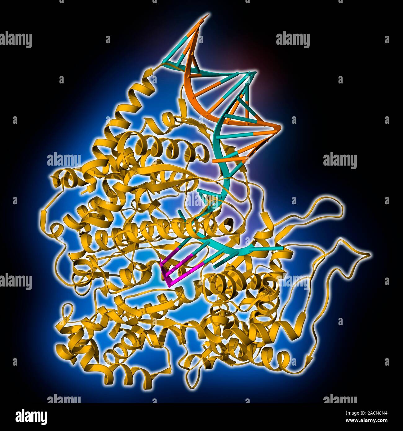 RNA polymerase. Molecular model of RNA polymerase (yellow) transcribing a strand of mRNA ...