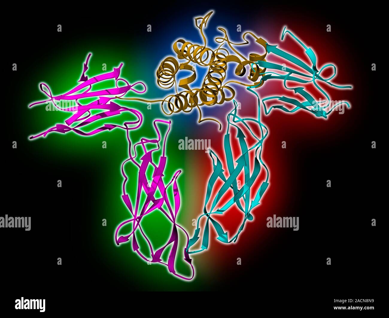 Human growth hormone. Molecular model of human growth hormone (hGH ...