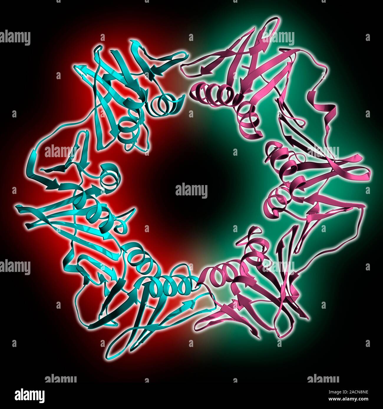 DNA polymerase III beta subunits, molecular model. DNA polymerases are ...