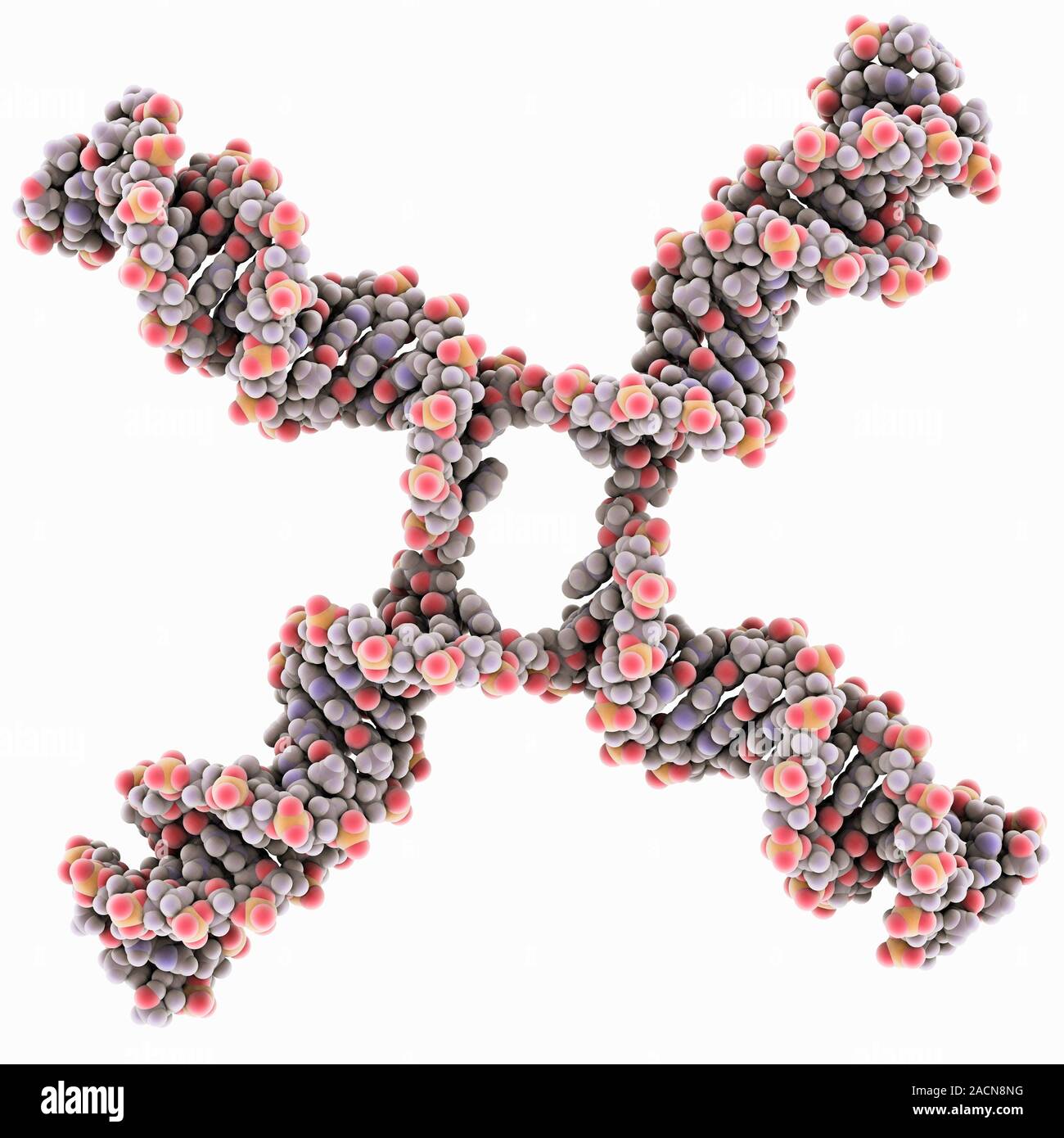 DNA Holliday junction. Molecular model of a Holliday junction (centre ...