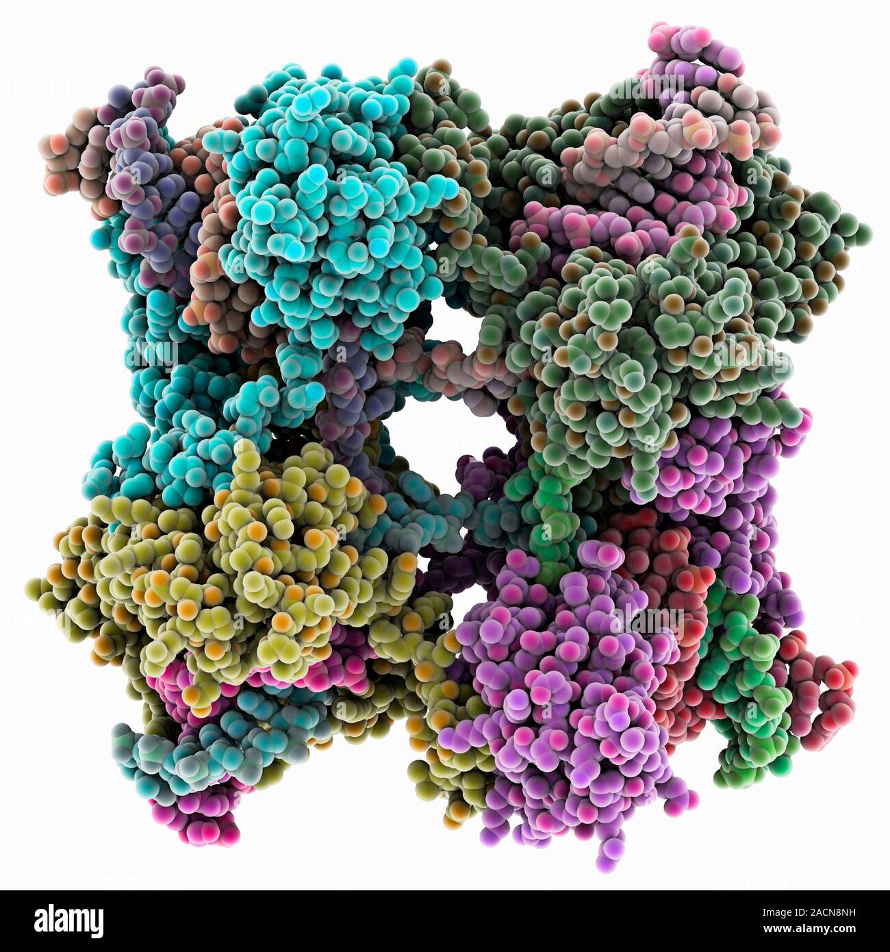 DNA Holliday junction complex. Molecular model of the enzyme FLP ...