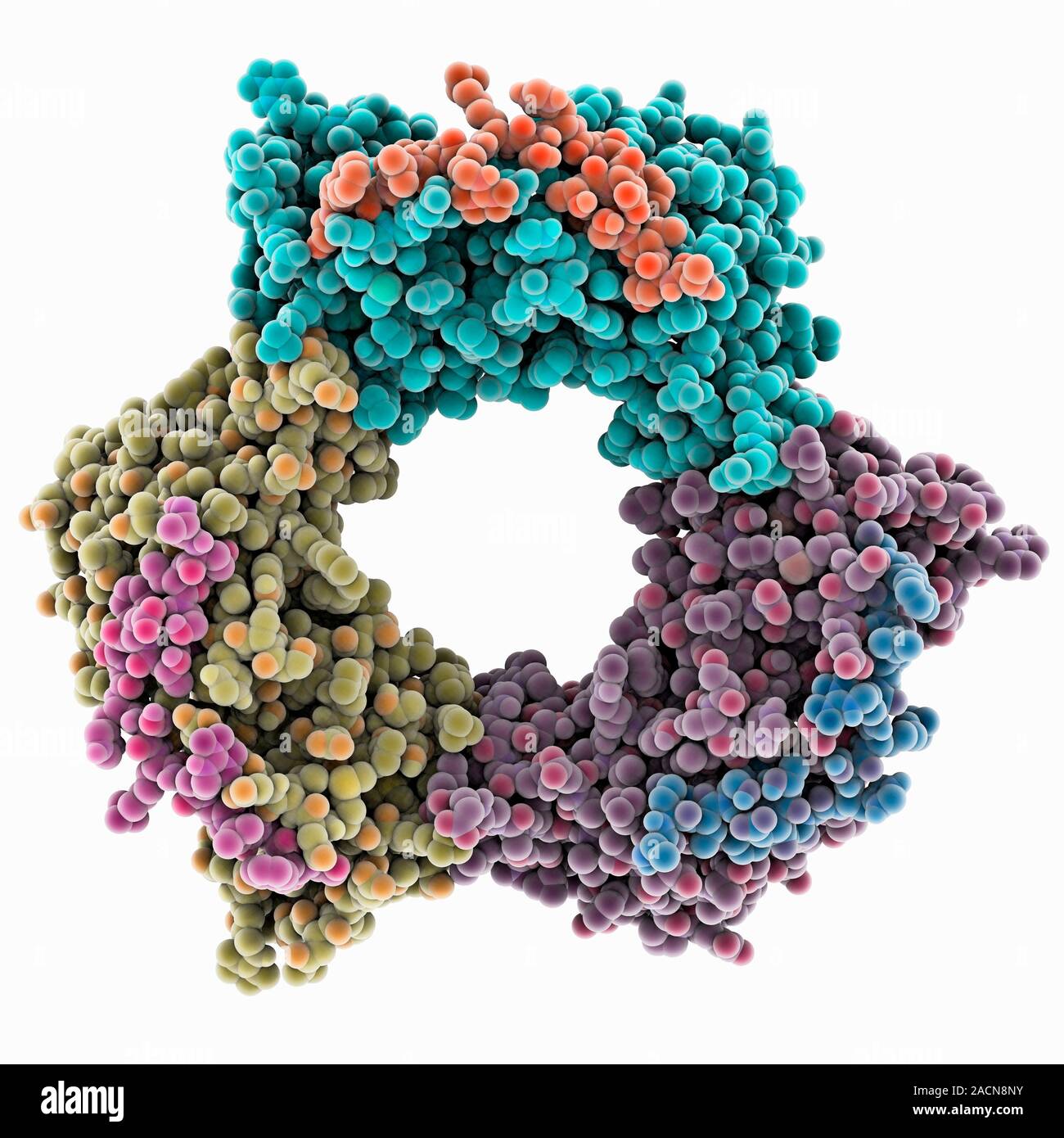 Proliferating cell nuclear antigen molecule. Molecular model of human proliferating cell nuclear ...