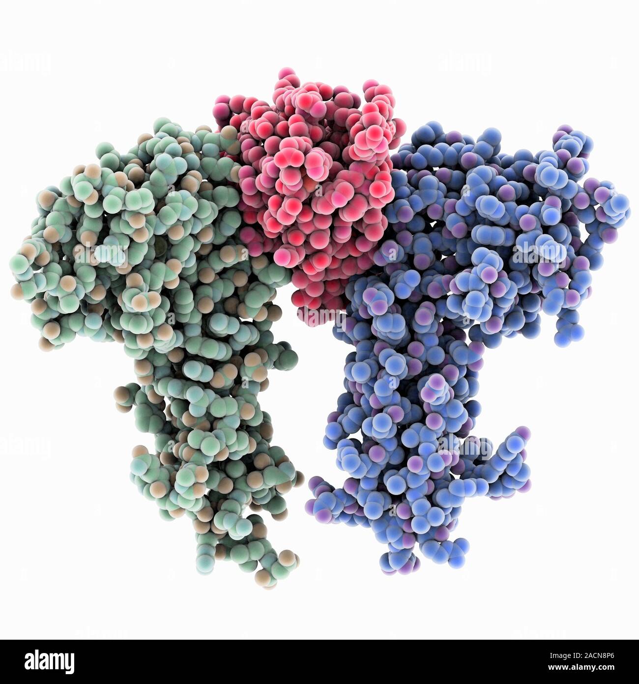 Erythropoietin molecule bound to receptors. Molecular model of ...