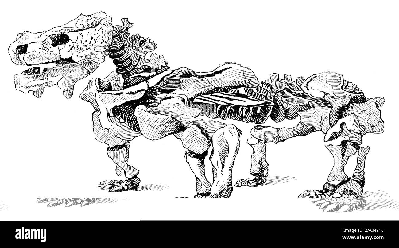 Pareiasaurus reptile fossil. 19th-century artwork of a fossil reptile ...