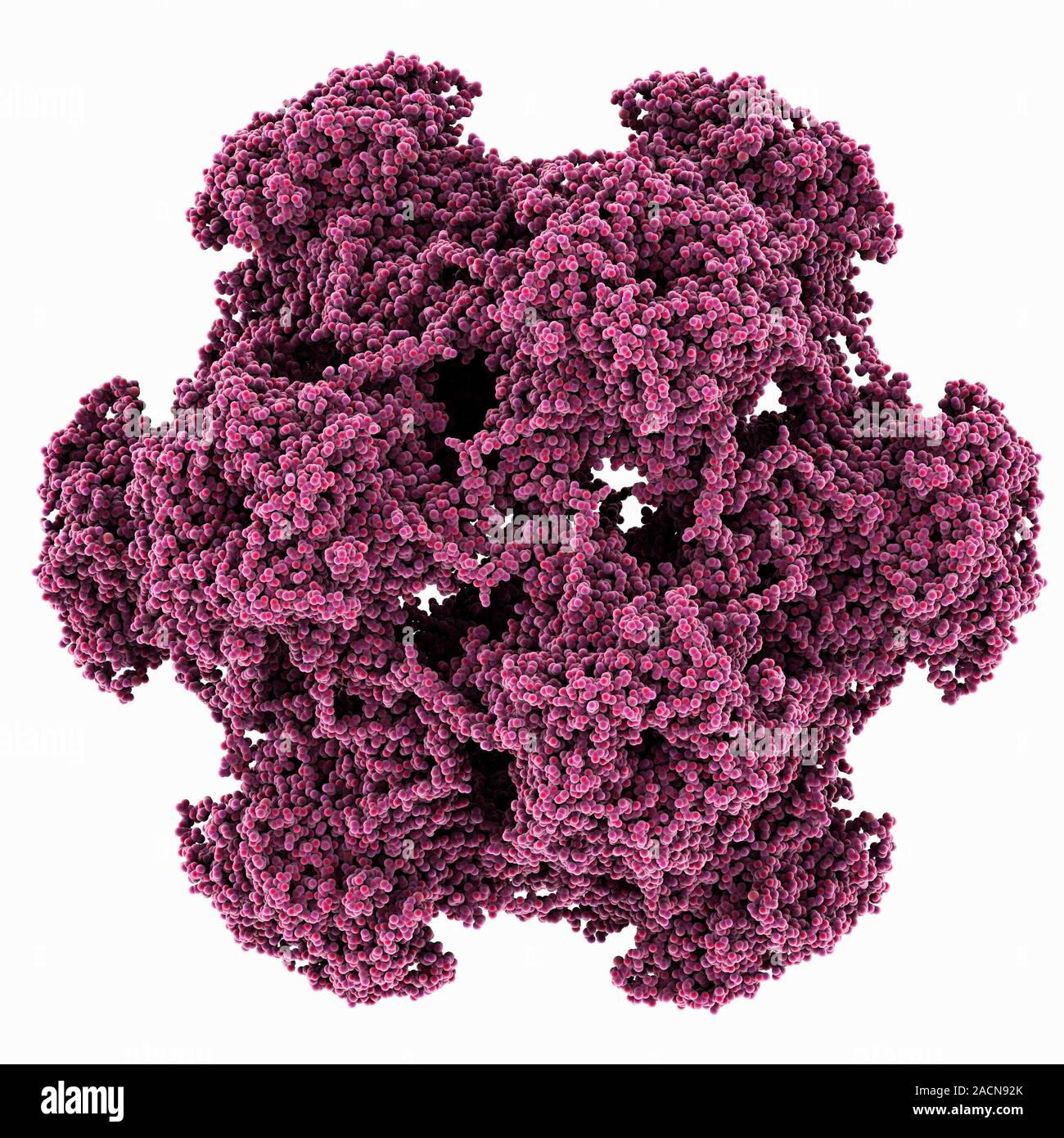 HPV surface protein L1, molecular model. This is a complex made up of ...