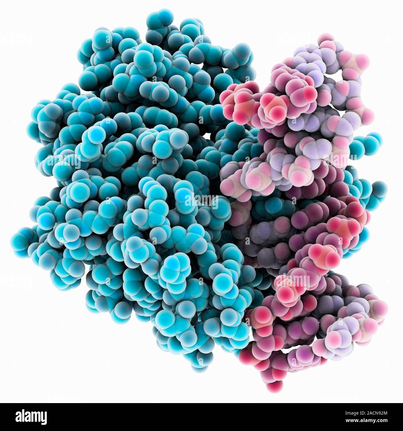 Oxoguanine glycosylase complex. Computer model showing an 8-Oxoguanine ...