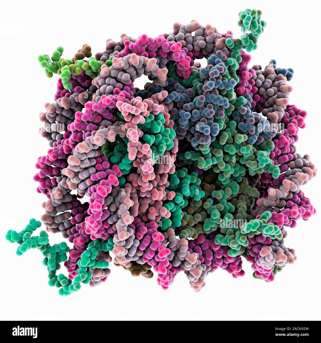 DNA nucleosome, molecular model. A nucleosome is a complex of DNA (deoxyribonucleic acid, pink ...