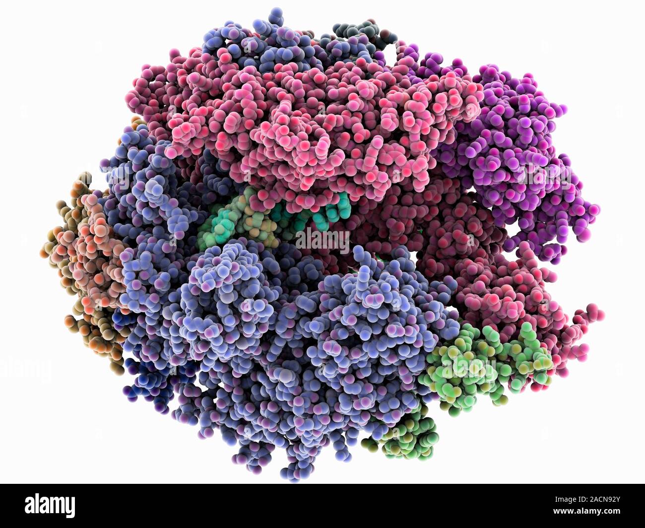 DNA transcription. Molecular model of the enzyme RNA polymerase II ...
