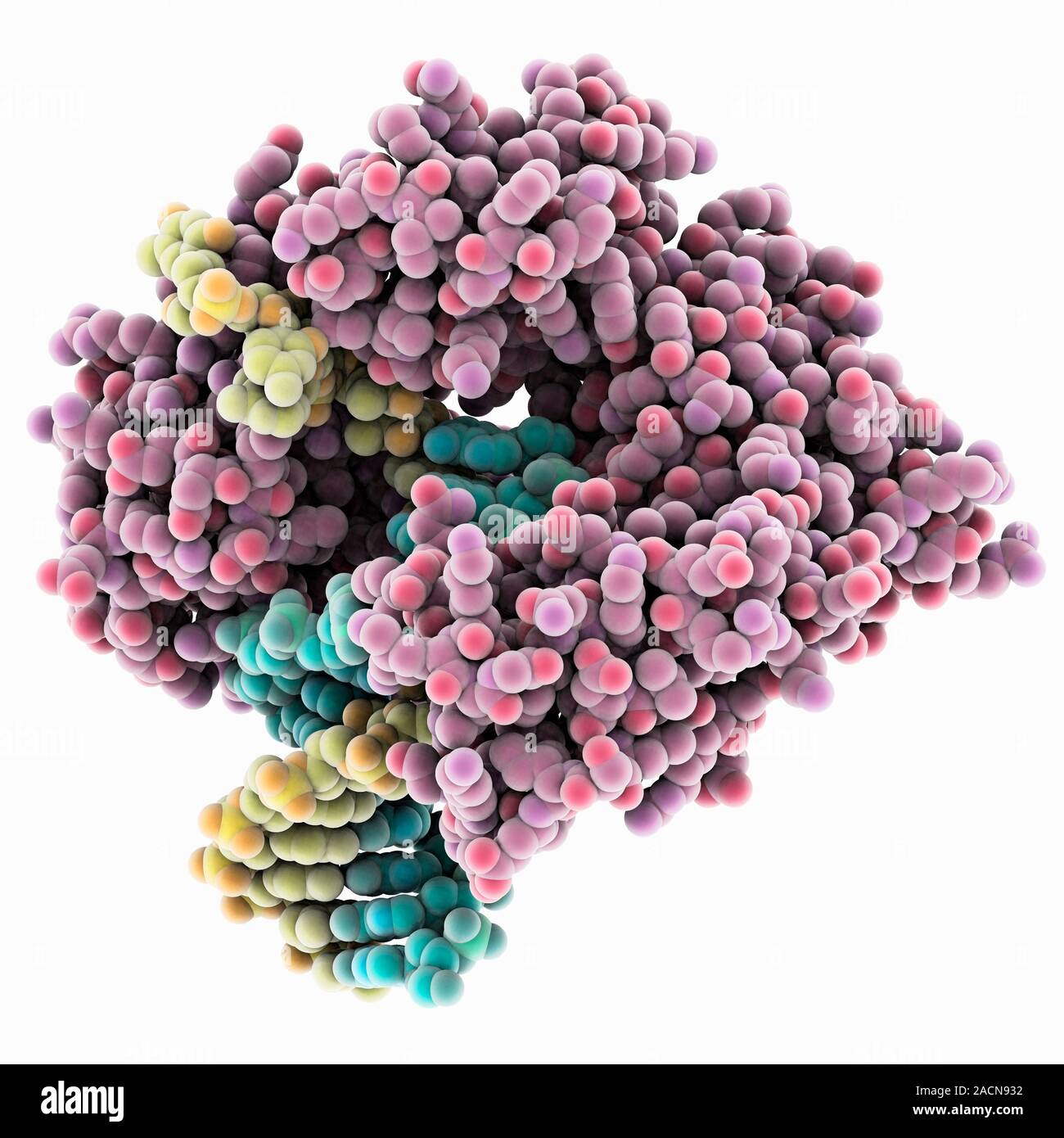 DNA polymerase. Molecular model of a molecule of DNA polymerase (pink ...