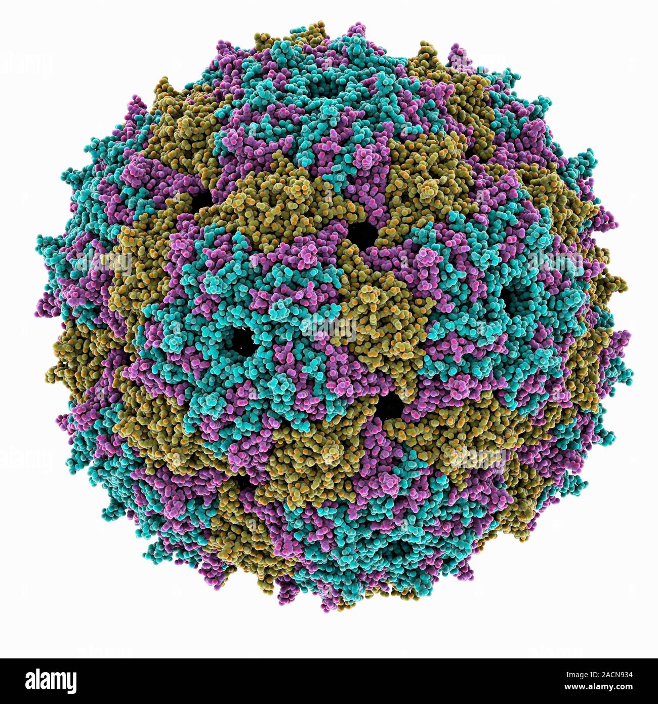 Bacteriophage MS2 capsid protein, molecular model. This protein forms ...