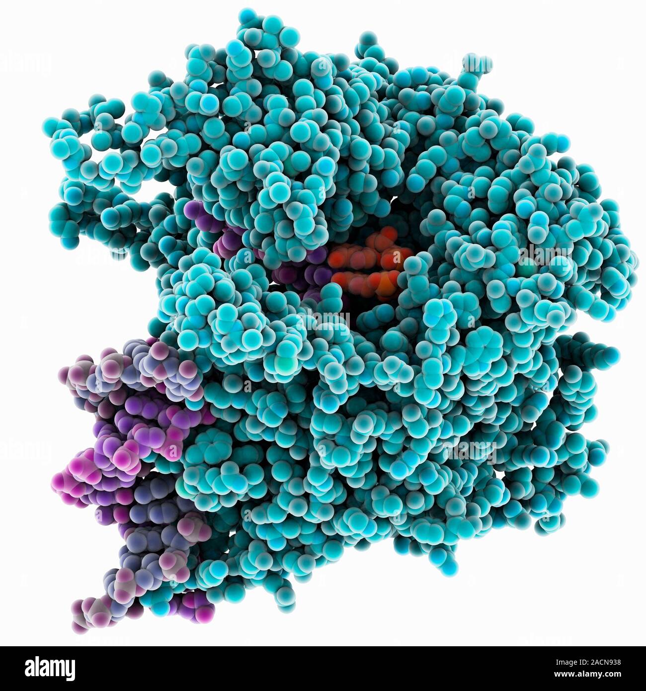 RNA polymerase. Molecular model of RNA polymerase (blue) transcribing a ...