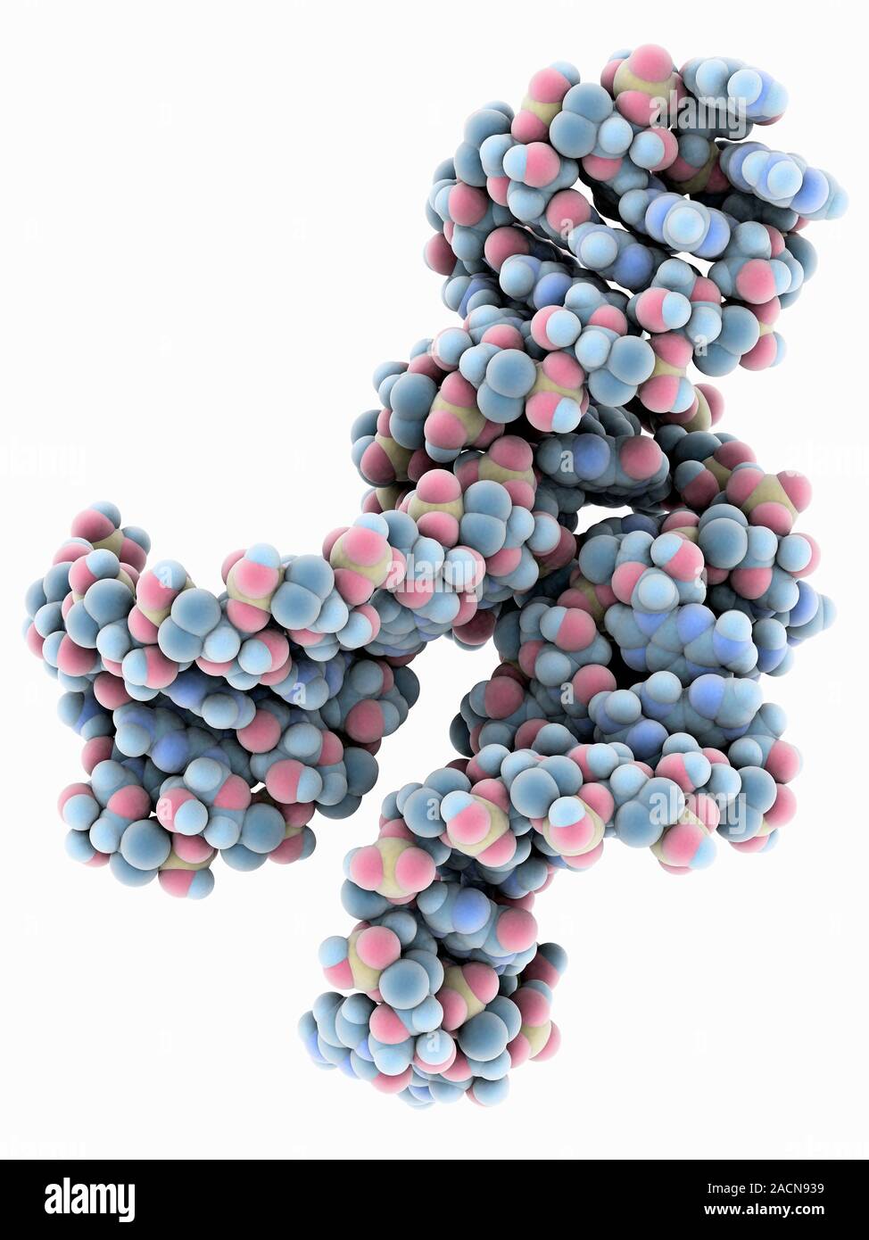 Hammerhead ribozyme, molecular model. Ribozymes are RNA (ribonucleic ...