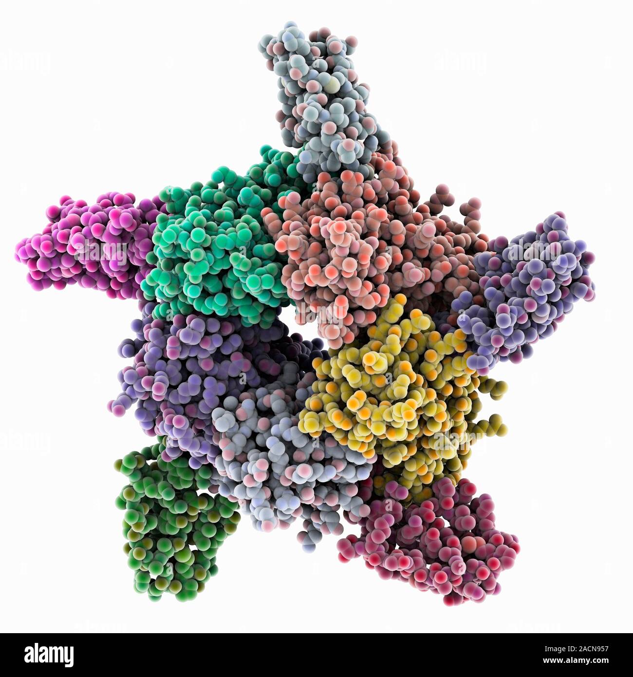 Cobra (Naja sp.) venom action. Molecular model showing the structure of ...