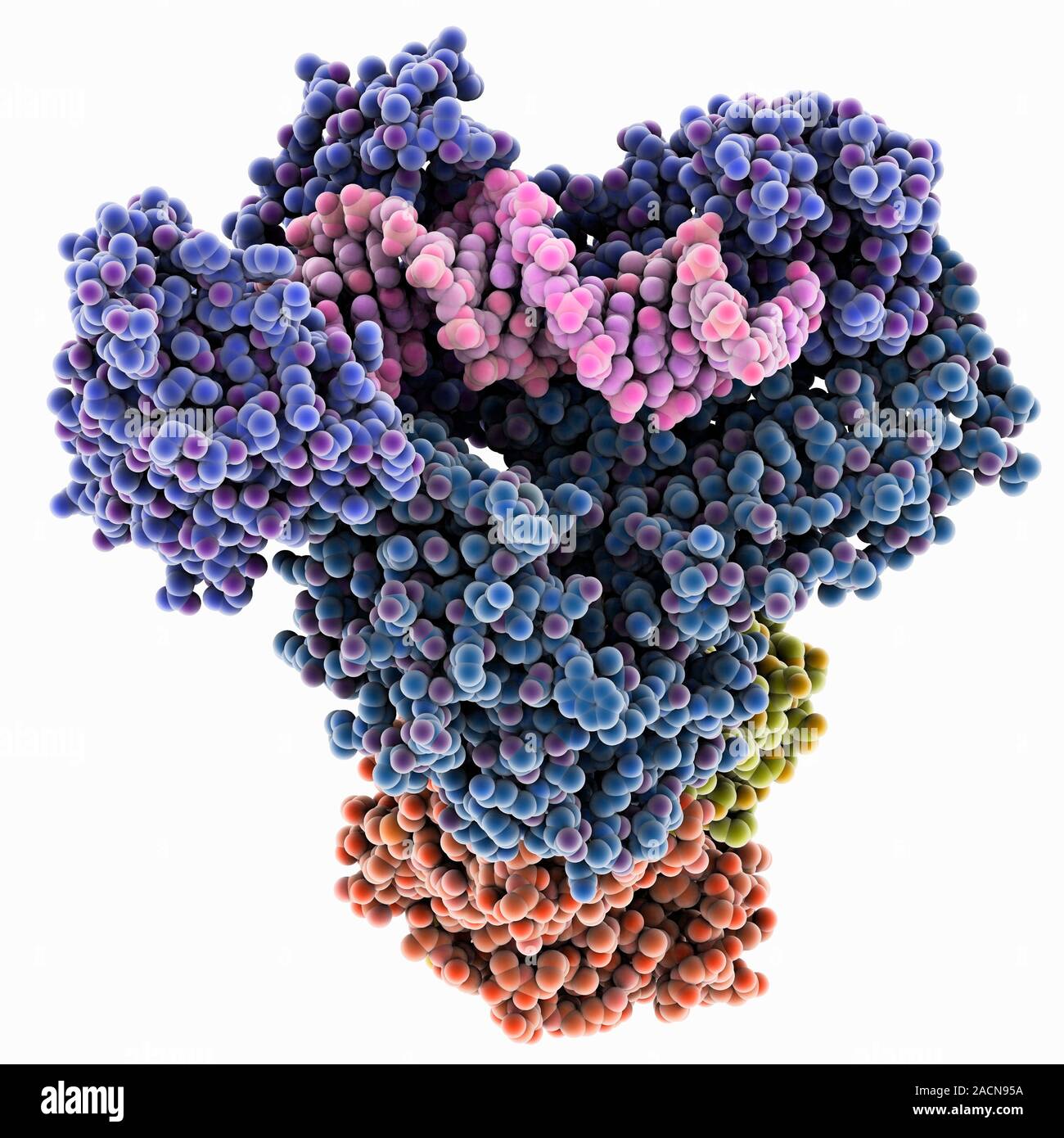 HIV reverse transcription enzyme. Molecular model of the reverse ...