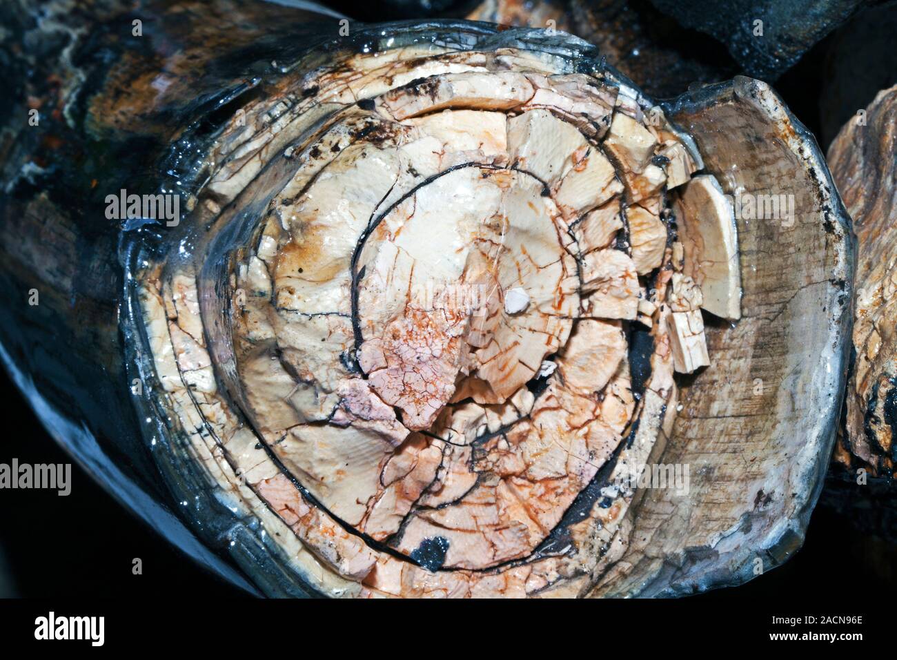 Fossilised mammoth tusk. Section through a mammoth tusk fossil, showing ...