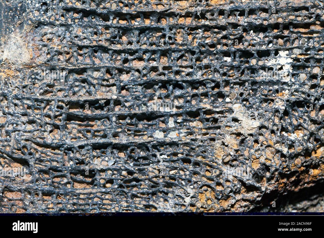 Fossilised whale bone. Close-up of a fossilised dorsal vertebra ...