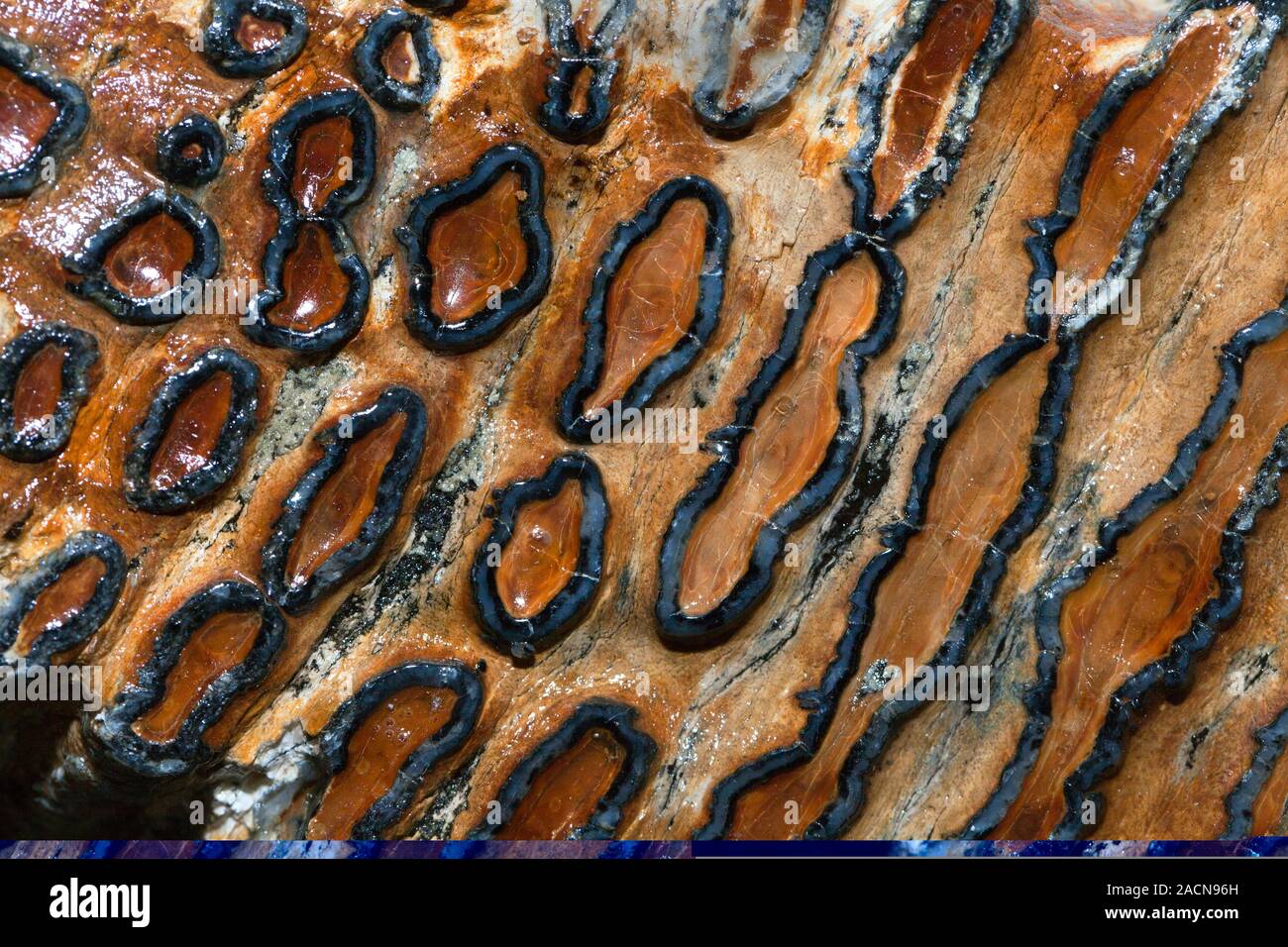 Mammoth tooth fossil. Close-up of a fossilised molar tooth from a ...