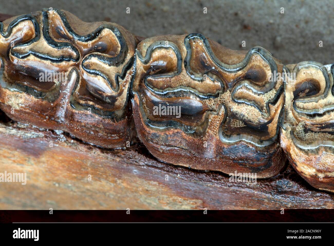 Fossilised prehistoric horse jaw. Close-up of the fossilised lower jaw ...