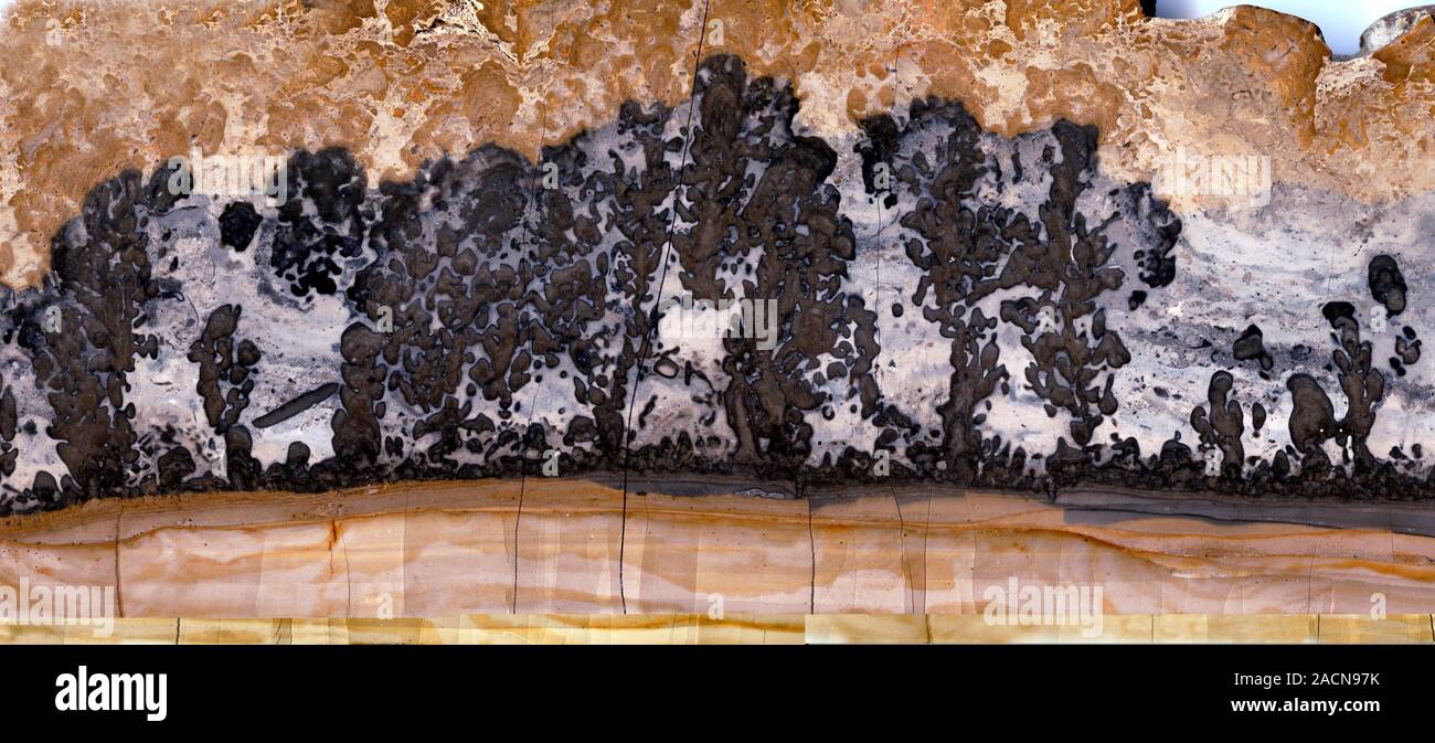 Cotham landscape marble. Polished slab of marly limestone from Triassic ...