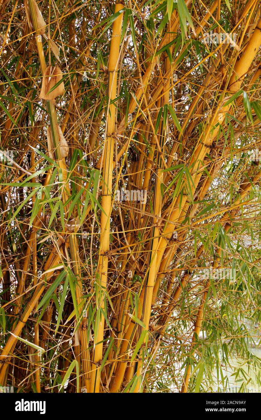 Bamboo plant. Bamboo plants are members of the grass family Gramineae ...