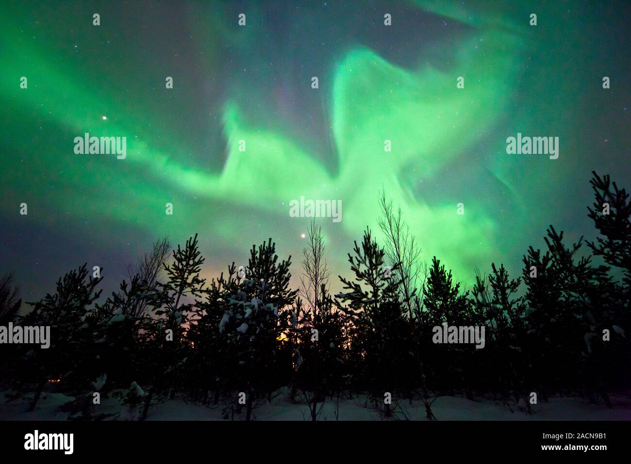 Aurora borealis (green) over pine trees, with Mars (red) visible just ...
