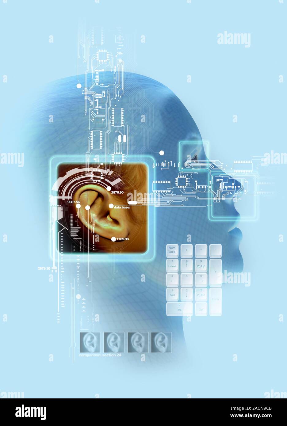Ear biometrics. Artwork showing a human ear and data used in biometrics ...