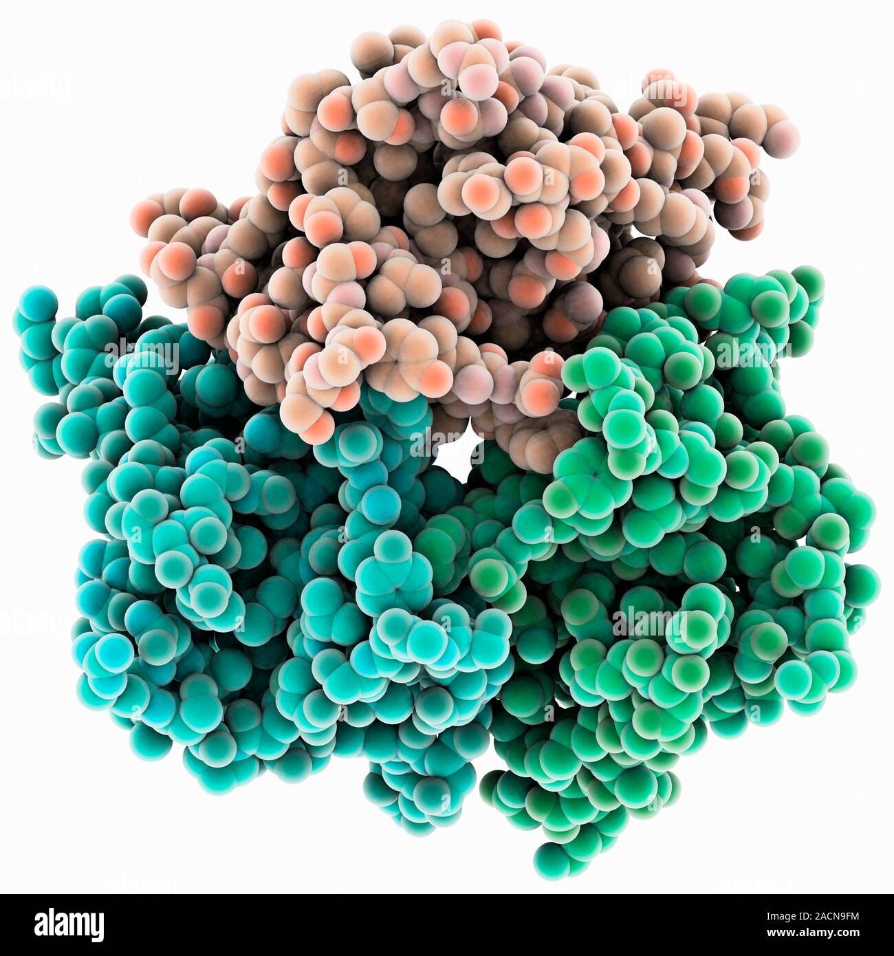 Leptin Molecular Model Of The Hormone Leptin This Hormone Is Produced