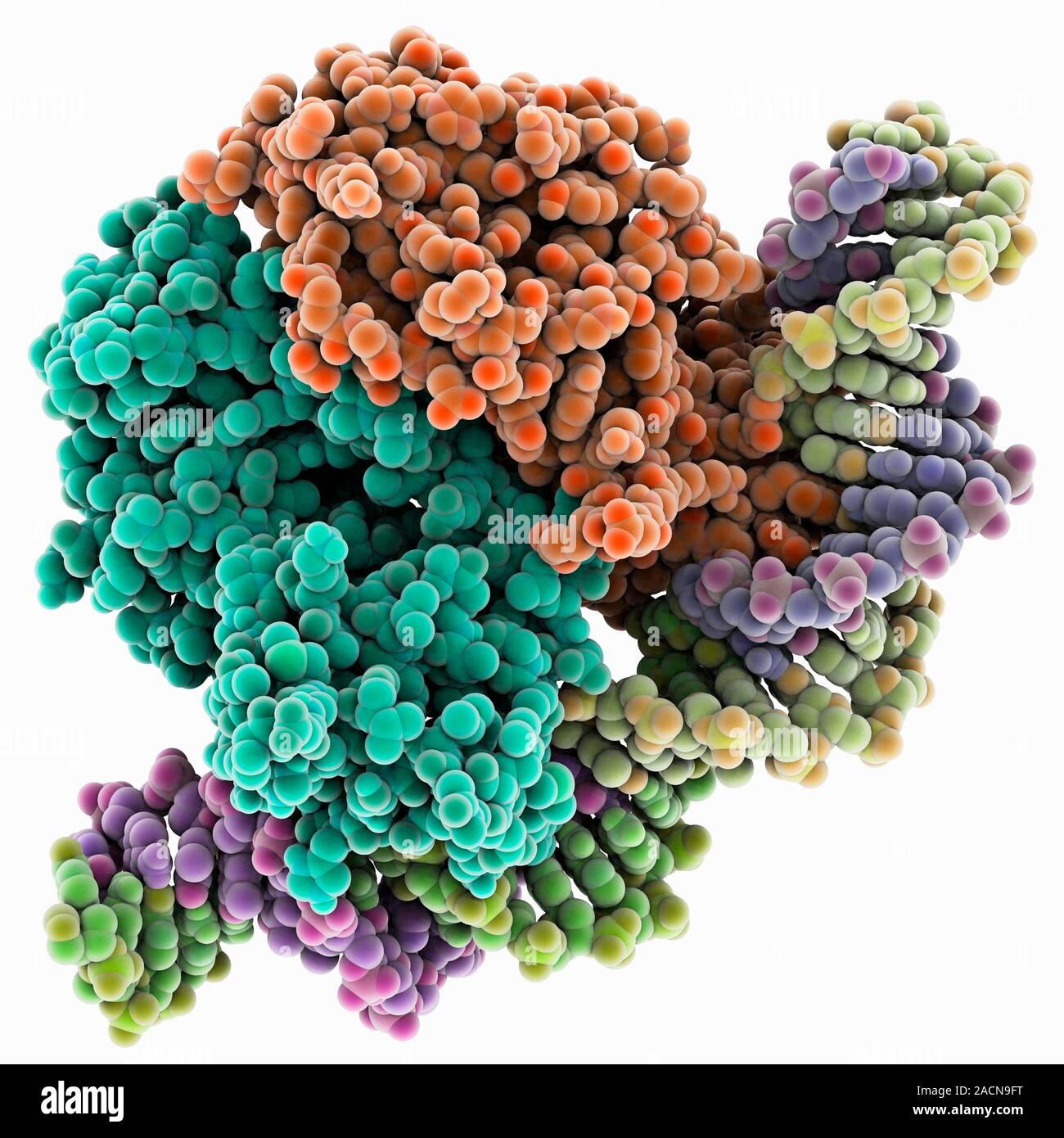 Gene activator protein. Molecular model of catabolite gene activator ...
