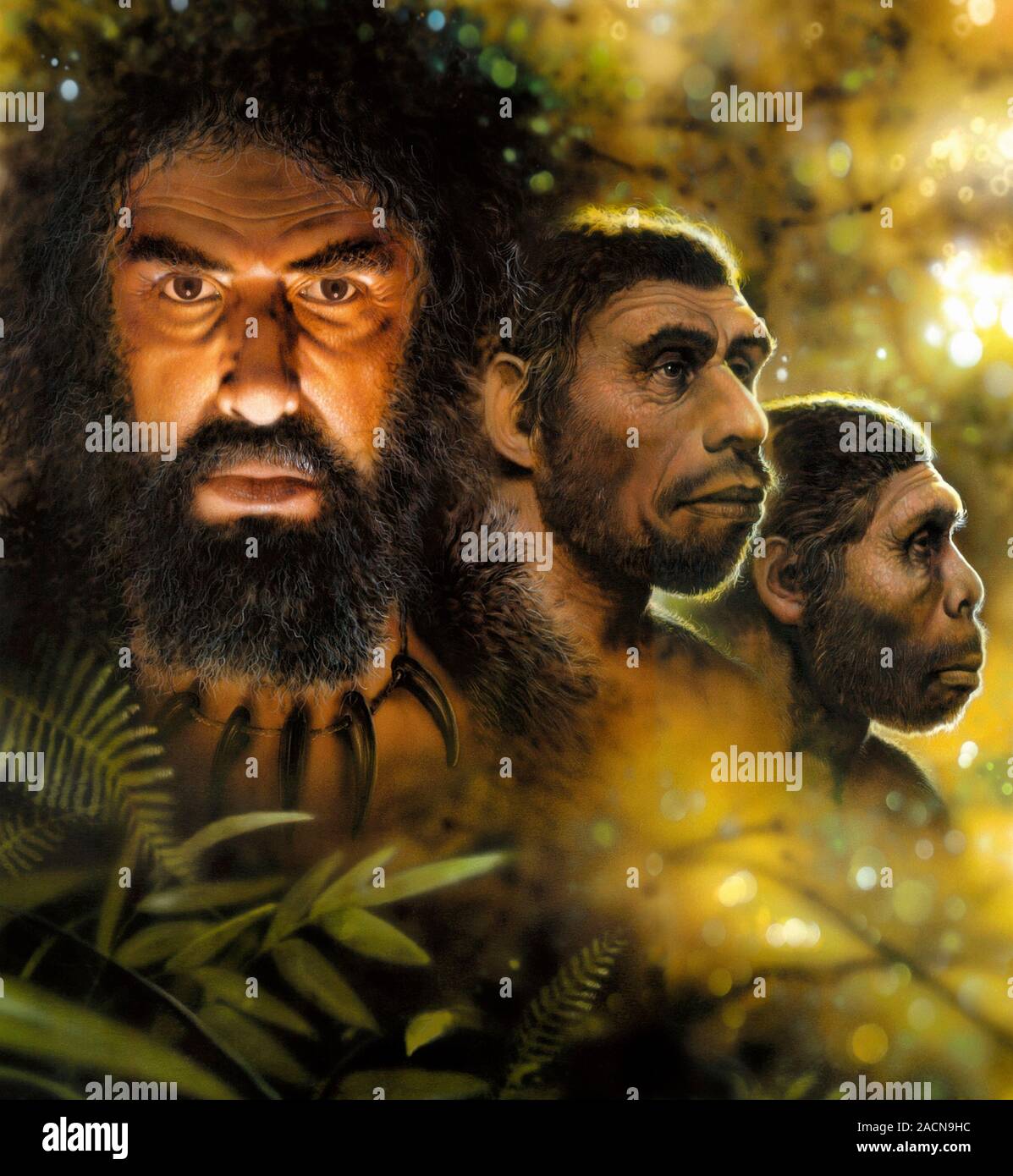 Human Evolution, conceptual image. Computer artwork representing the ...