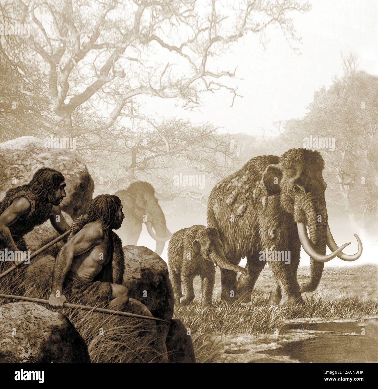 Neanderthals hunting mammoth. Artwork of neanderthal (Homo ...