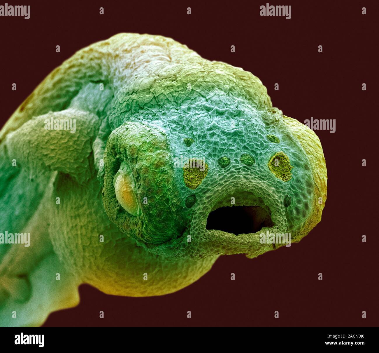 Zebra fish embryo. Coloured scanning electron micrograph (SEM) of the ...