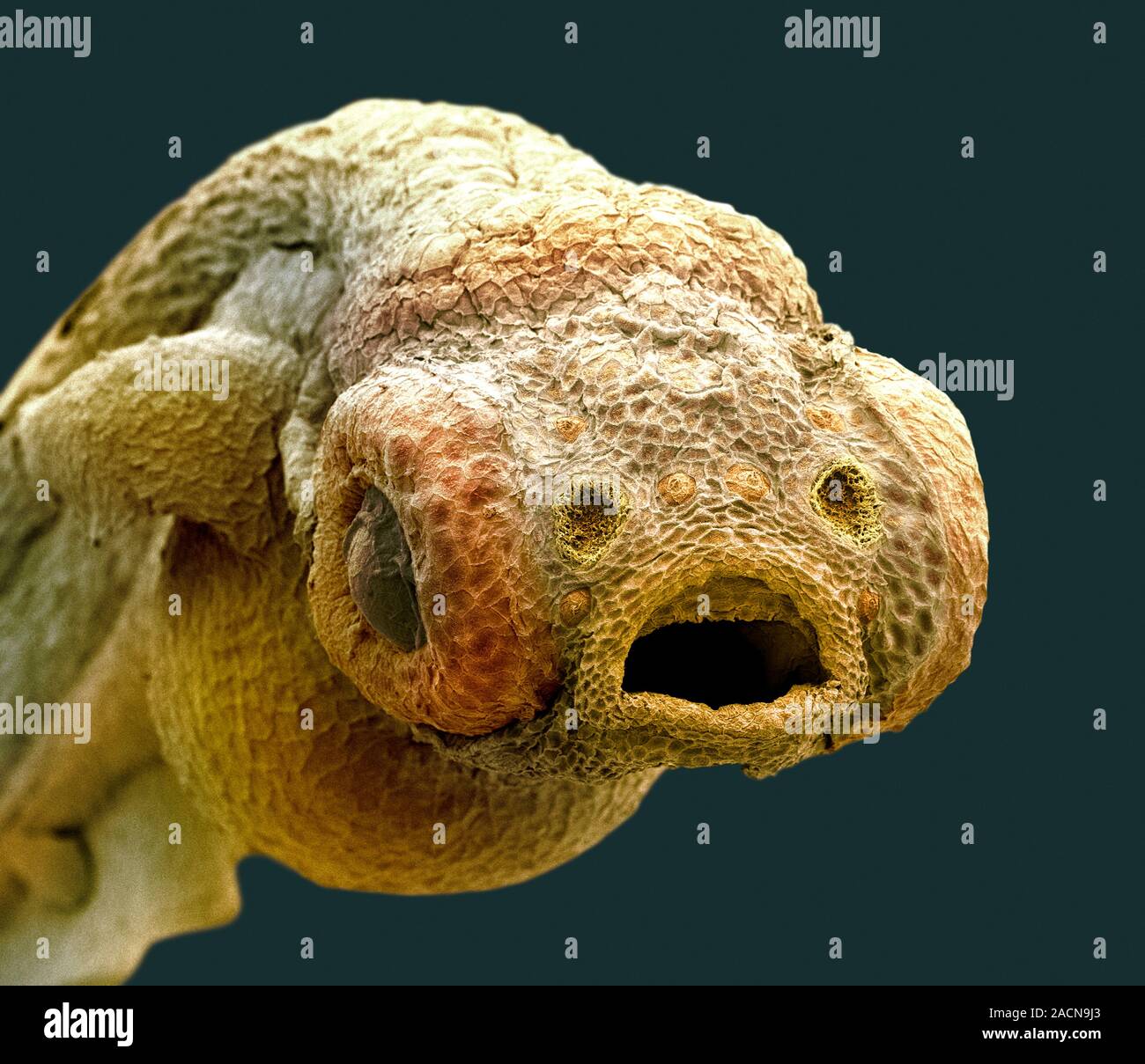 Zebra fish embryo. Coloured scanning electron micrograph (SEM) of the ...