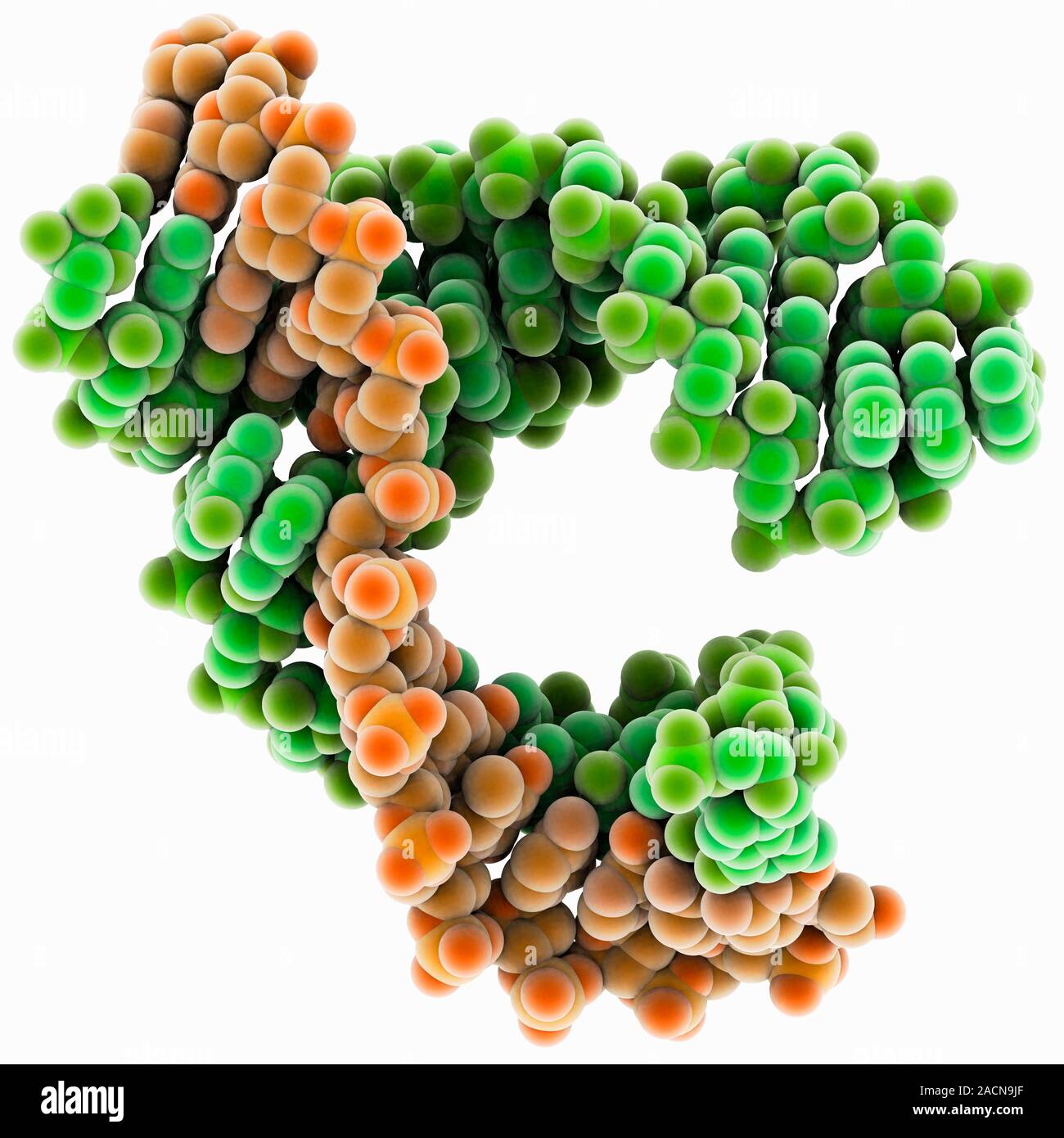 Hammerhead ribozyme, molecular model. Ribozymes are RNA (ribonucleic ...