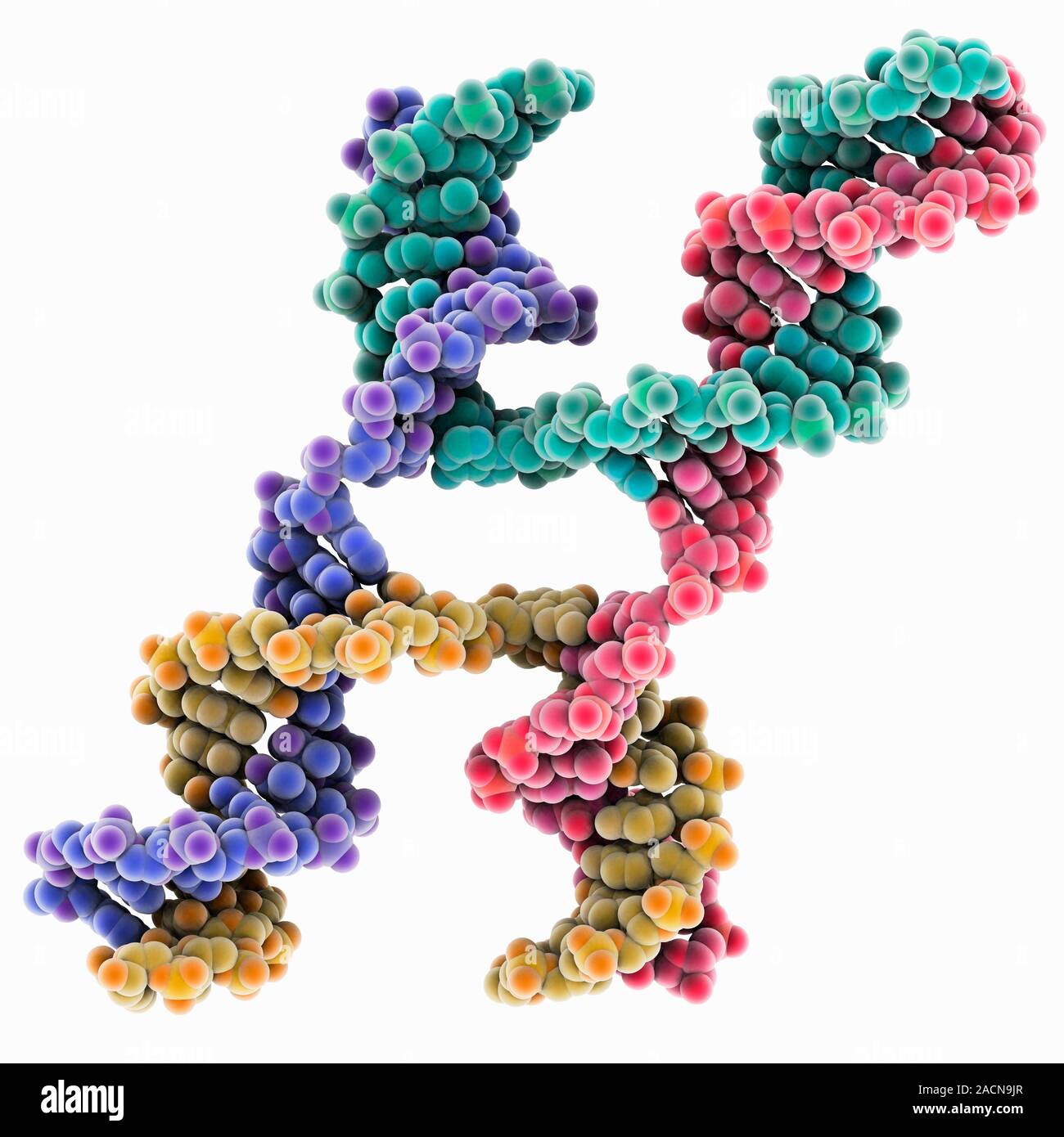 DNA Holliday junction. Molecular model of a Holliday junction (centre ...