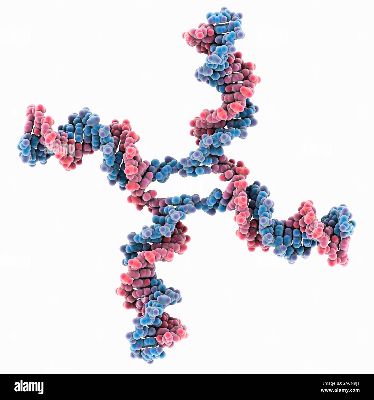 DNA Holliday junction. Molecular model of a Holliday junction (centre ...