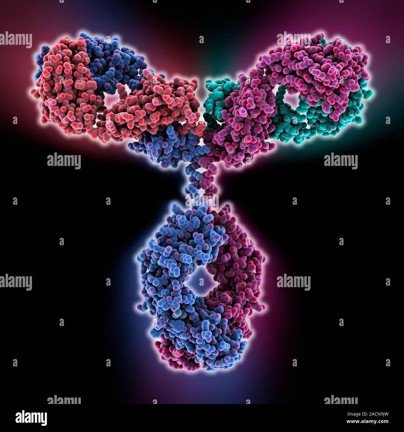 Immunoglobulin G antibody molecule. Computer model of the secondary ...