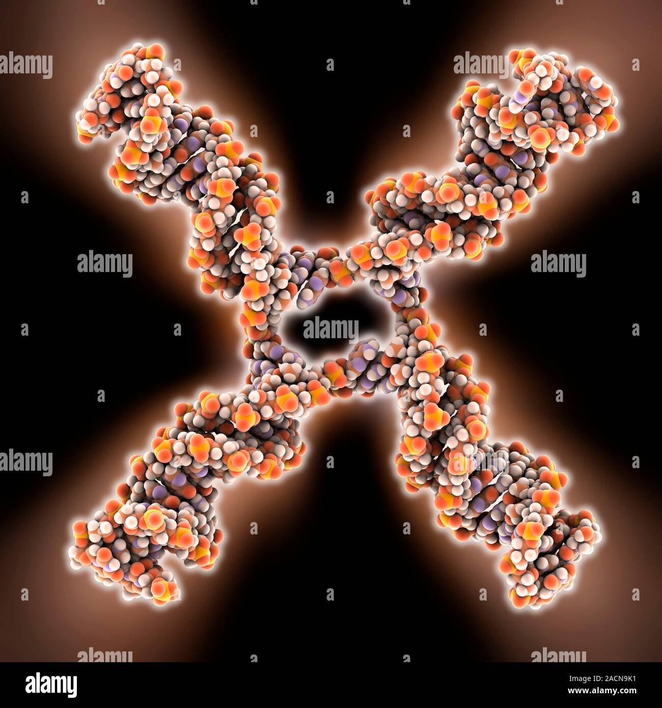 DNA Holliday junction. Molecular model of a Holliday junction (centre ...