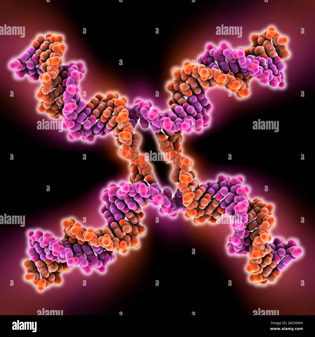 DNA Holliday junction. Molecular model of a Holliday junction (centre ...