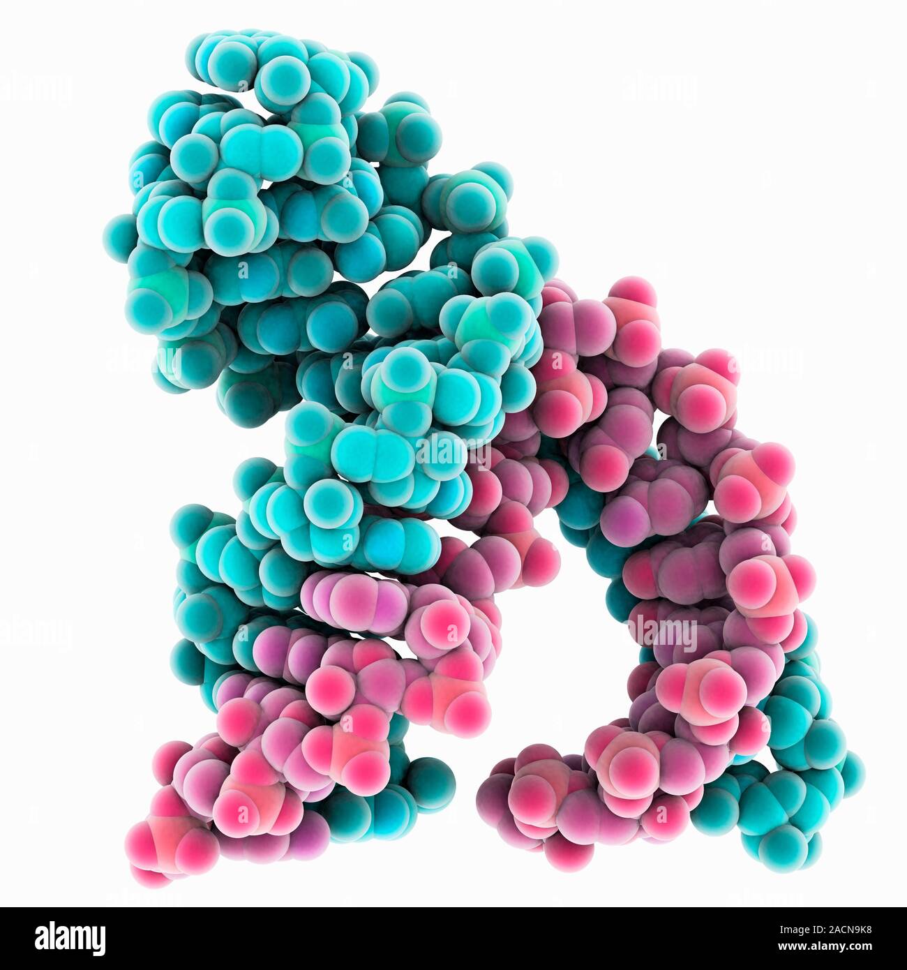 Hammerhead ribozyme, molecular model. Ribozymes are RNA (ribonucleic ...