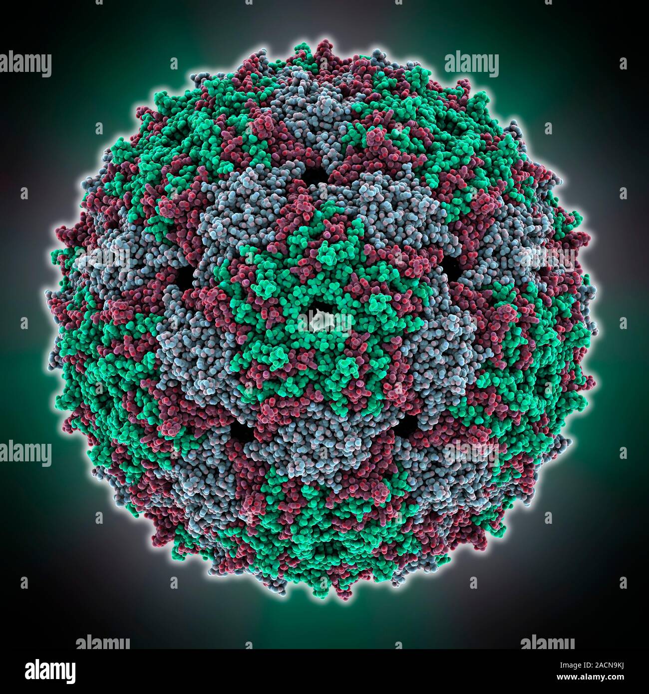 Bacteriophage MS2 capsid protein, molecular model. This protein forms ...