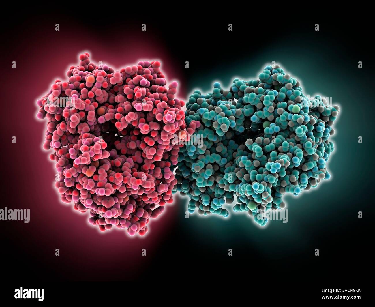 Hepatitis C polymerase enzyme, molecular model. This protein is the ...