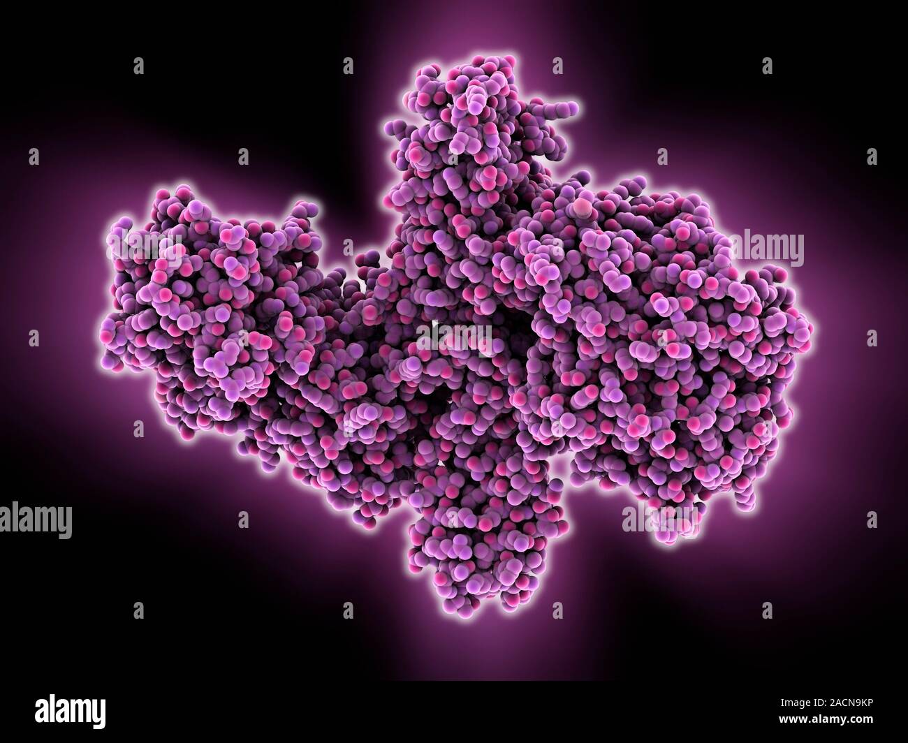 Botulinum toxin A, molecular model. This highly toxic protein is ...