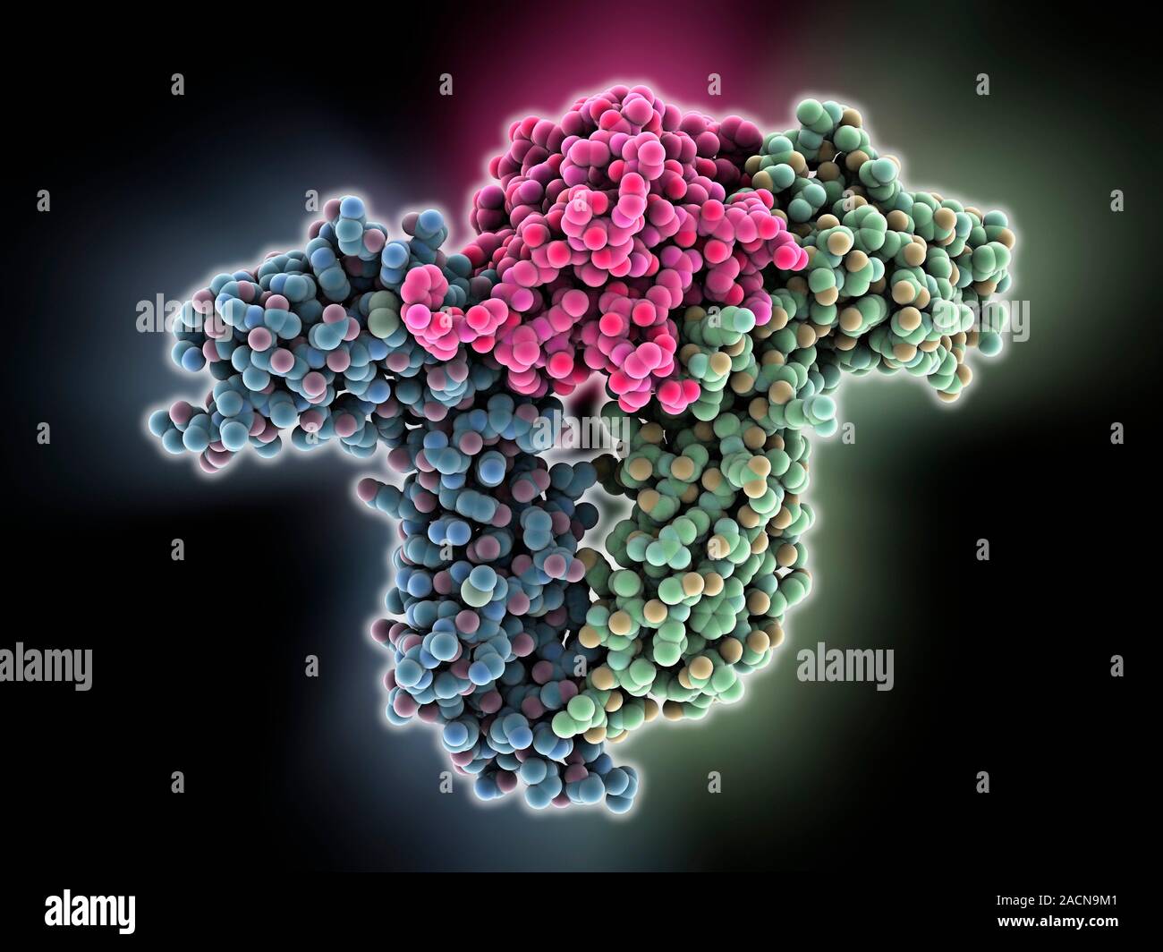 Human growth hormone. Molecular model of human growth hormone (hGH ...
