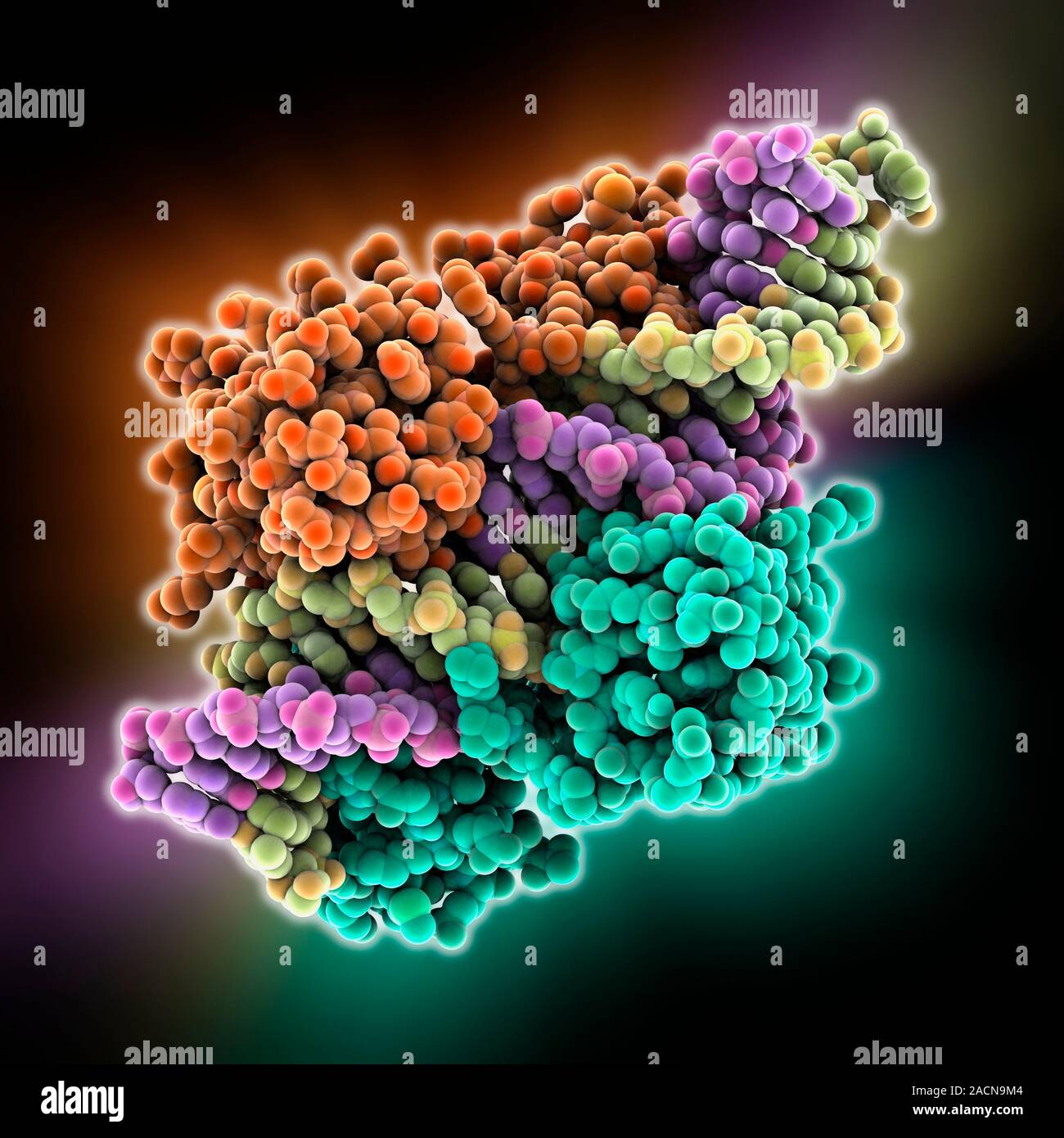 Pit-1 transcription factor bound to DNA. Molecular model showing ...