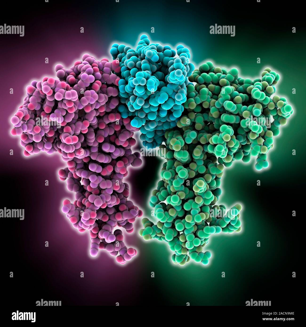 Erythropoietin molecule bound to receptors. Molecular model of ...