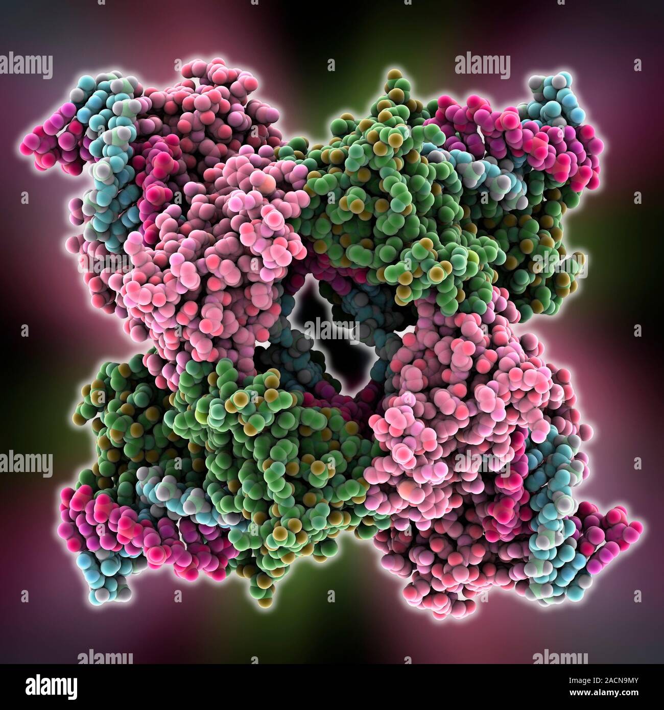 Enzyme catalysing DNA recombination. Molecular model of the enzyme CRE ...