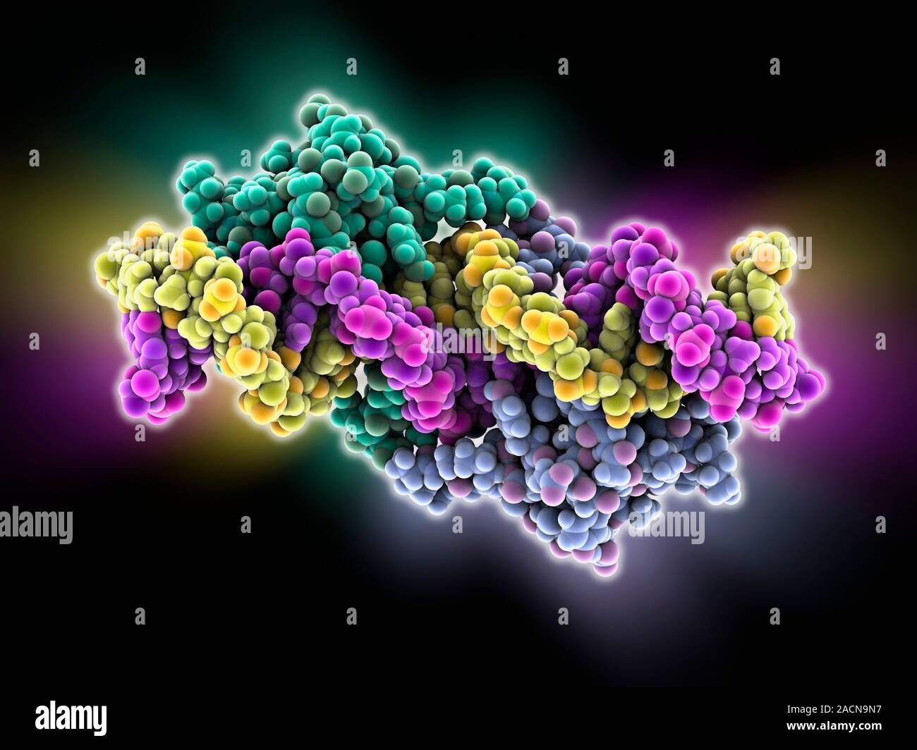LAC repressor bound to DNA. Molecular model of a LAC (lactose ...